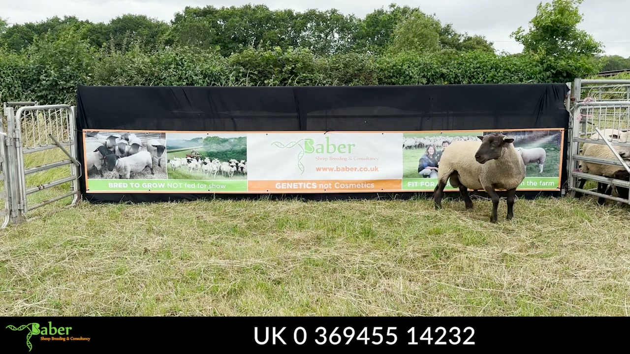 14232 - ST - Peter Baber, Sheep Breeding & Consultancy