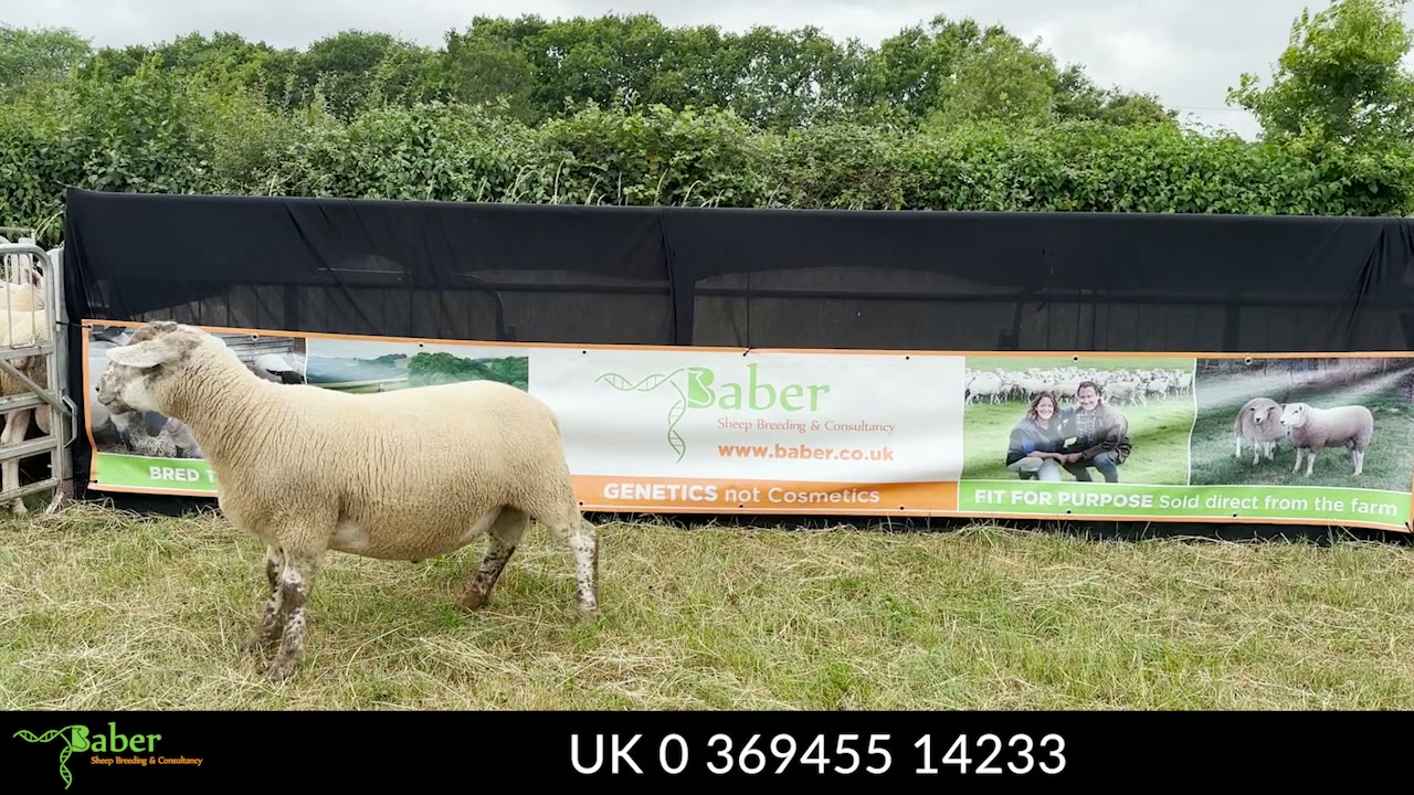 14233 - ST - Peter Baber, Sheep Breeding & Consultancy