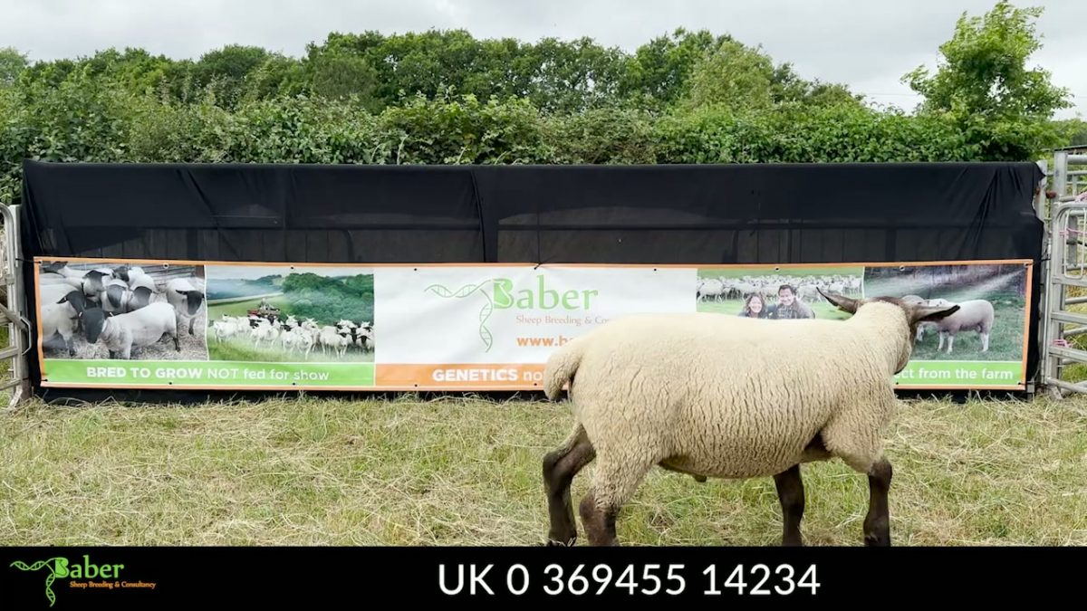 14234 - ST - Peter Baber, Sheep Breeding & Consultancy