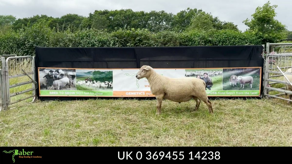 14238 - SST - Peter Baber, Sheep Breeding & Consultancy