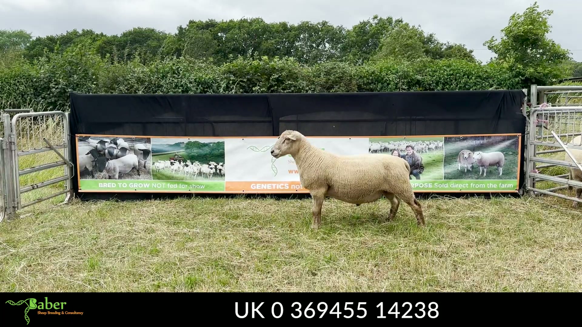 14238 - SST - Peter Baber, Sheep Breeding & Consultancy