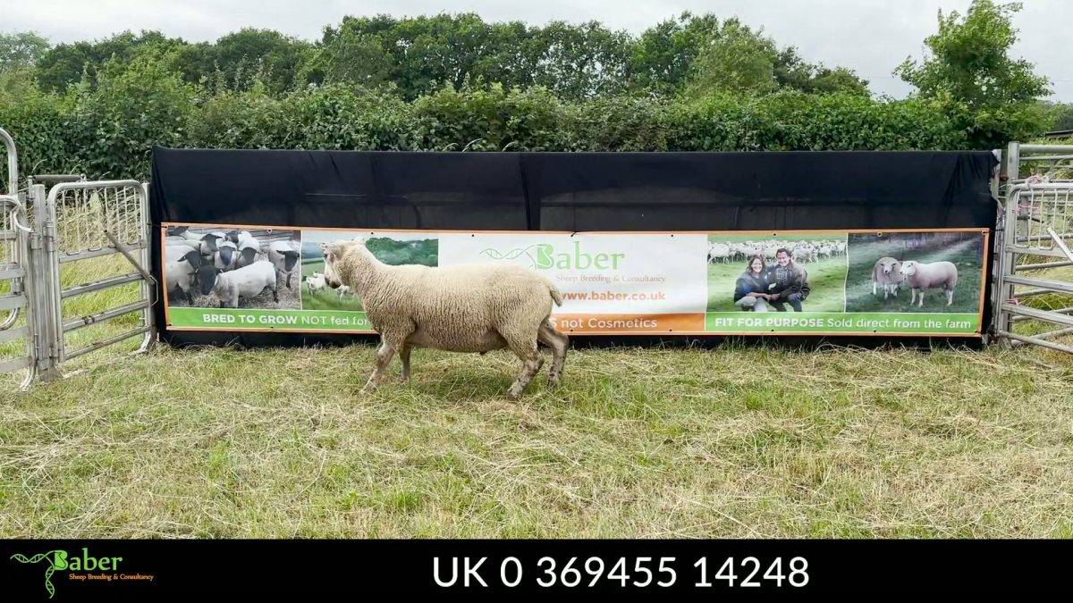 14248 - SST - Peter Baber, Sheep Breeding & Consultancy