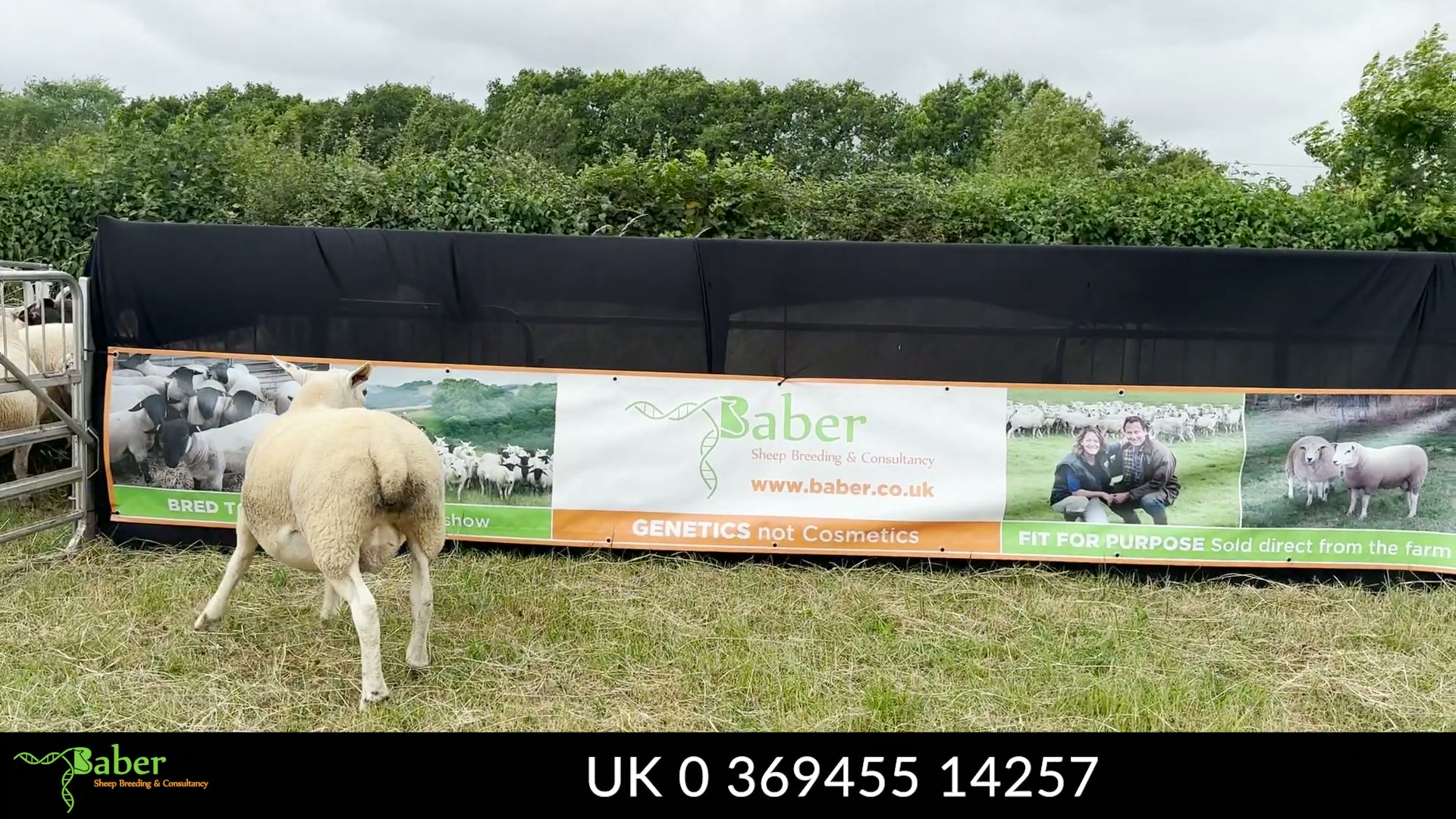 14257 - Tex - Peter Baber, Sheep Breeding & Consultancy