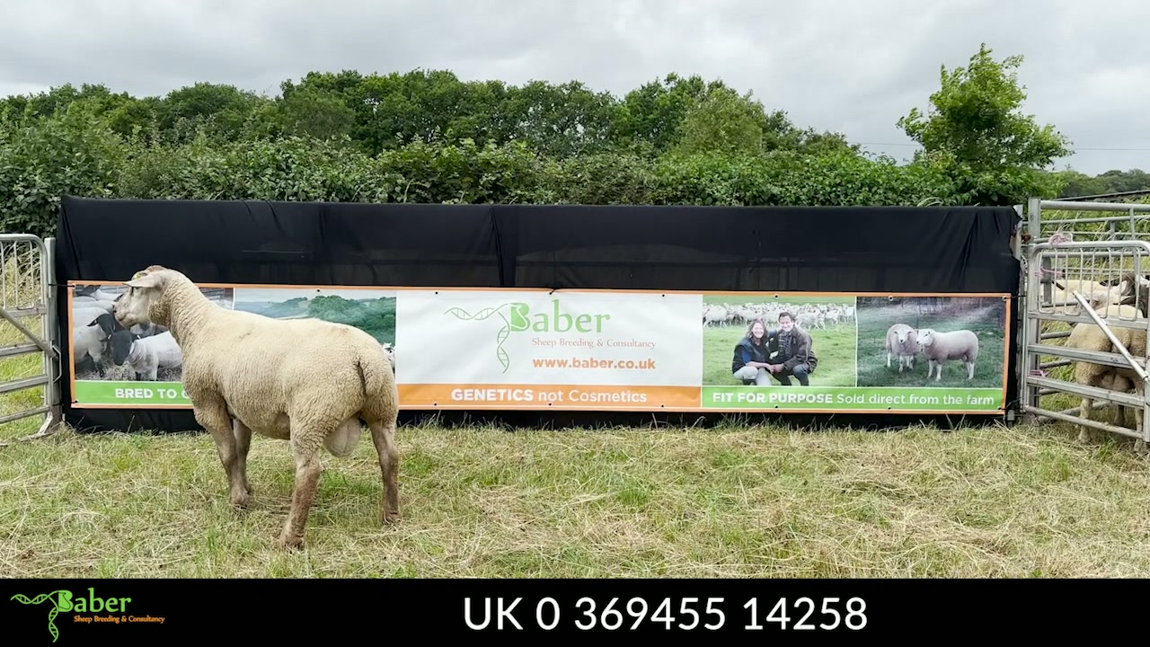 14258 - ST - Peter Baber, Sheep Breeding & Consultancy