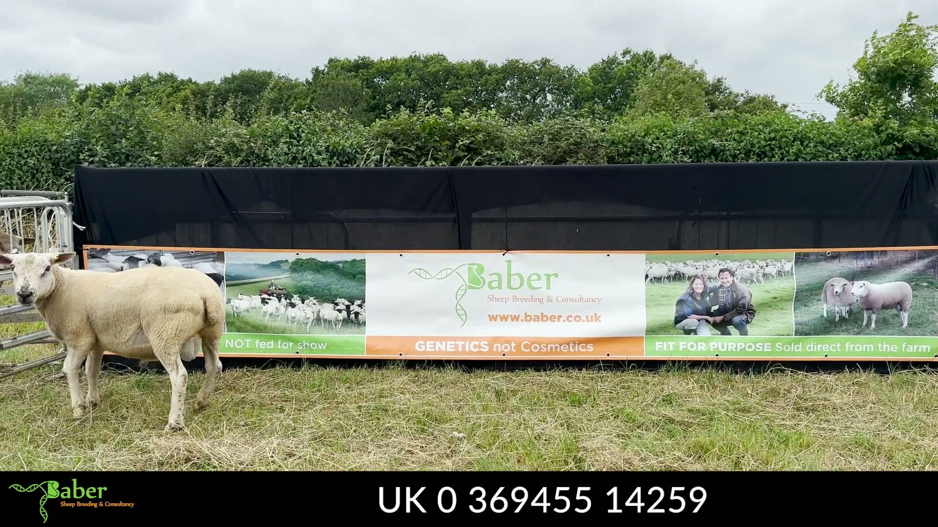 14259 - TST - Peter Baber, Sheep Breeding & Consultancy
