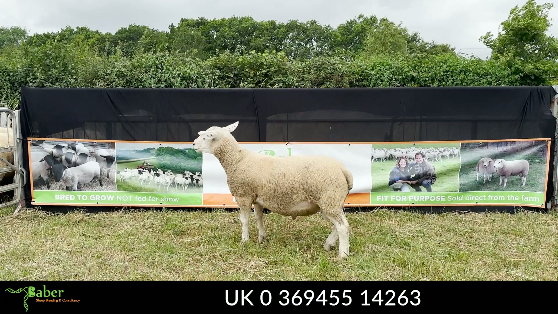 14263 - TST - Peter Baber, Sheep Breeding & Consultancy