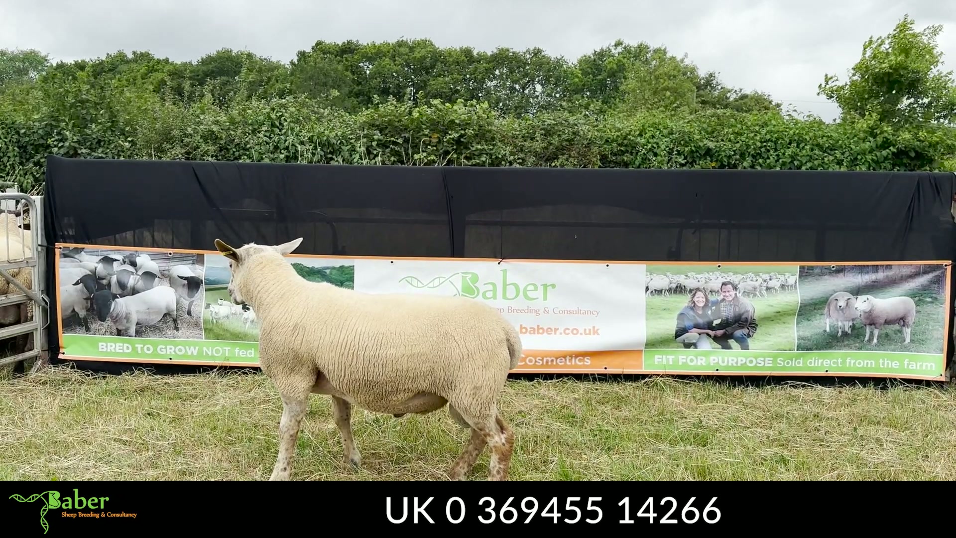 14266 - TST - Peter Baber, Sheep Breeding & Consultancy