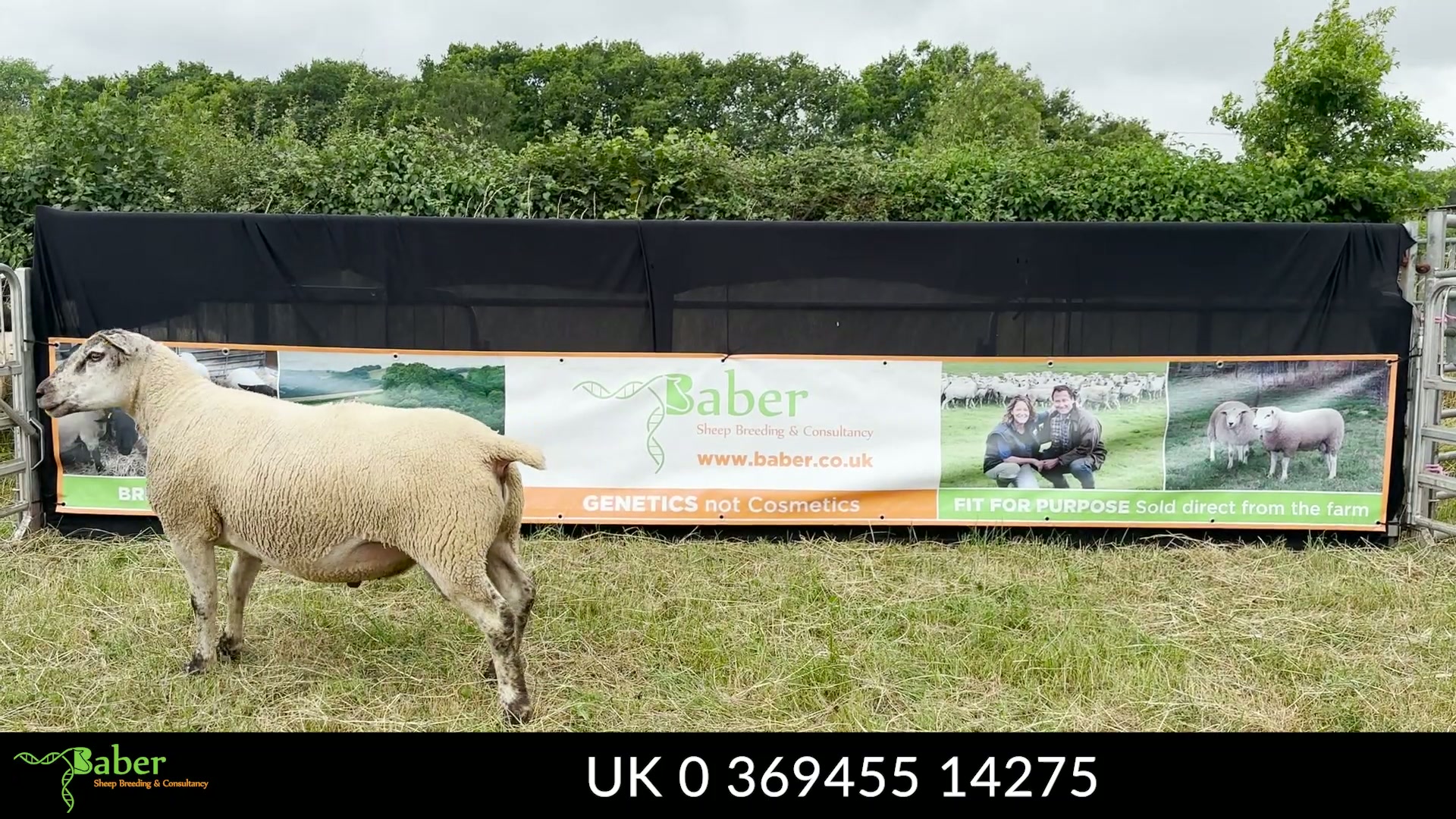 14275 - ST - Peter Baber, Sheep Breeding & Consultancy