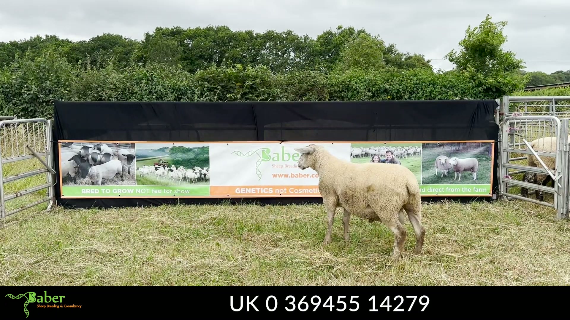 14279 - TST - Peter Baber, Sheep Breeding & Consultancy