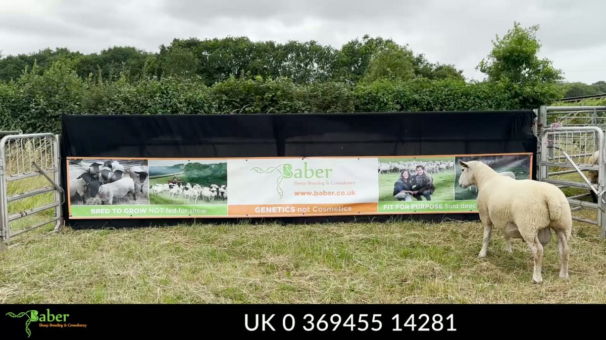 14281 - ST - Peter Baber, Sheep Breeding & Consultancy