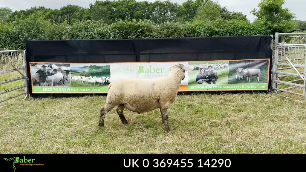 SufTex Archives - Peter Baber, Sheep Breeding & Consultancy
