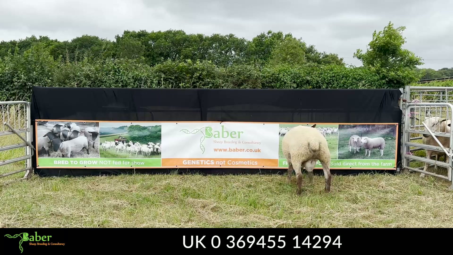 14294 - ST - Peter Baber, Sheep Breeding & Consultancy