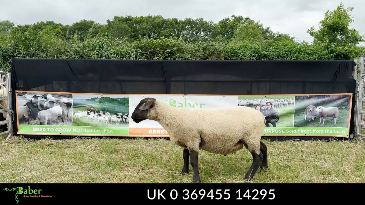 14295 - ST - Peter Baber, Sheep Breeding & Consultancy