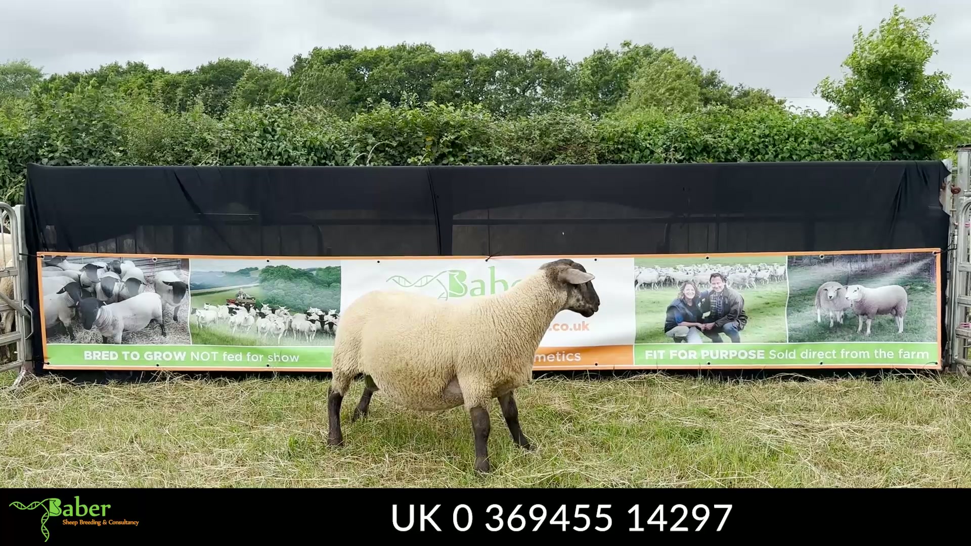14297 - SST - Peter Baber, Sheep Breeding & Consultancy