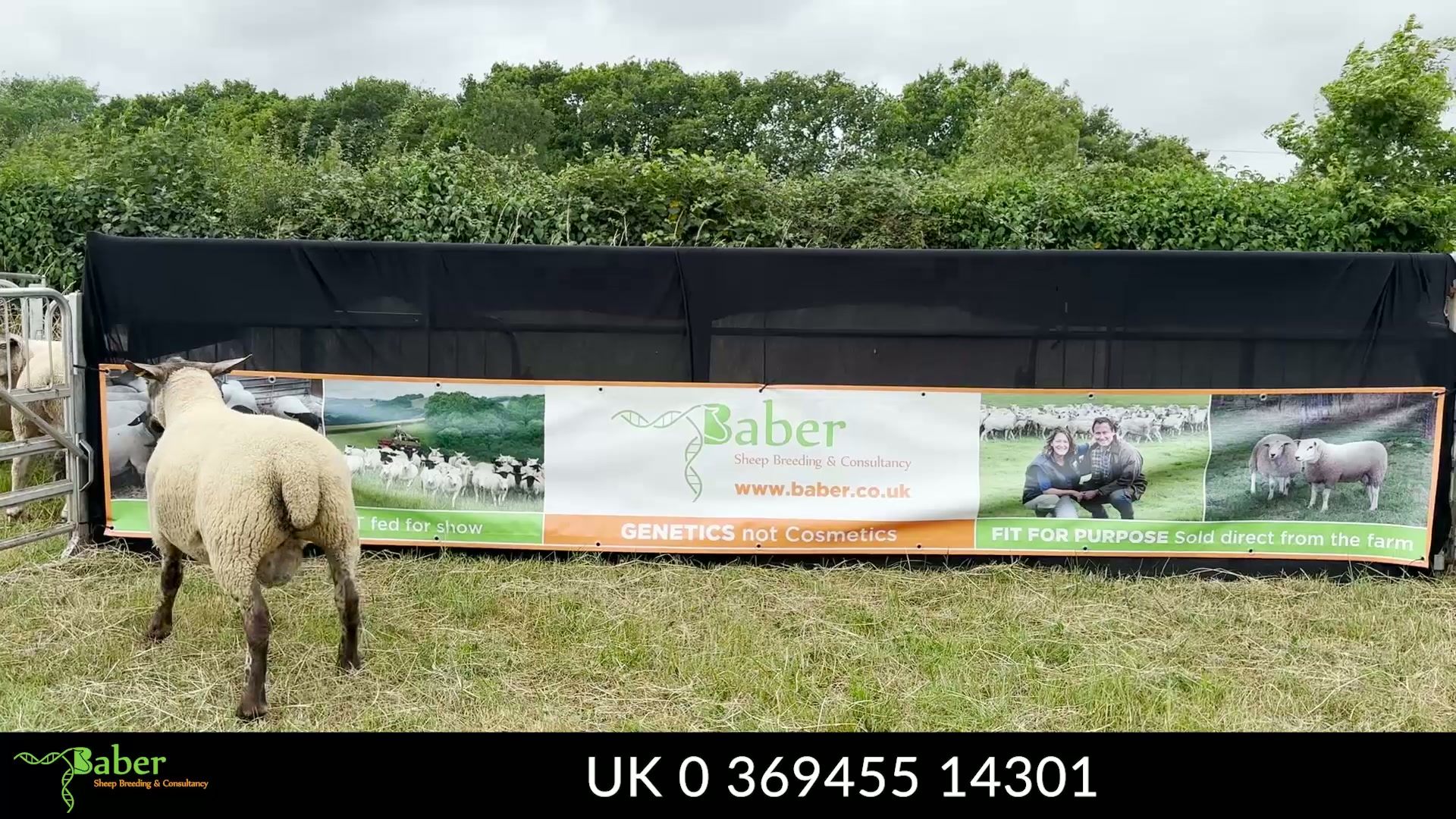 14301 - ST - Peter Baber, Sheep Breeding & Consultancy