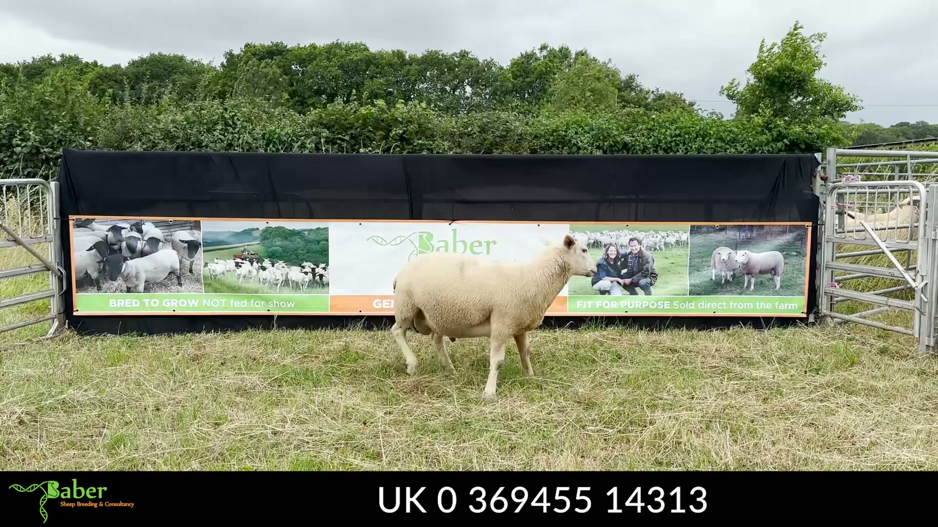 14313 - TST - Peter Baber, Sheep Breeding & Consultancy