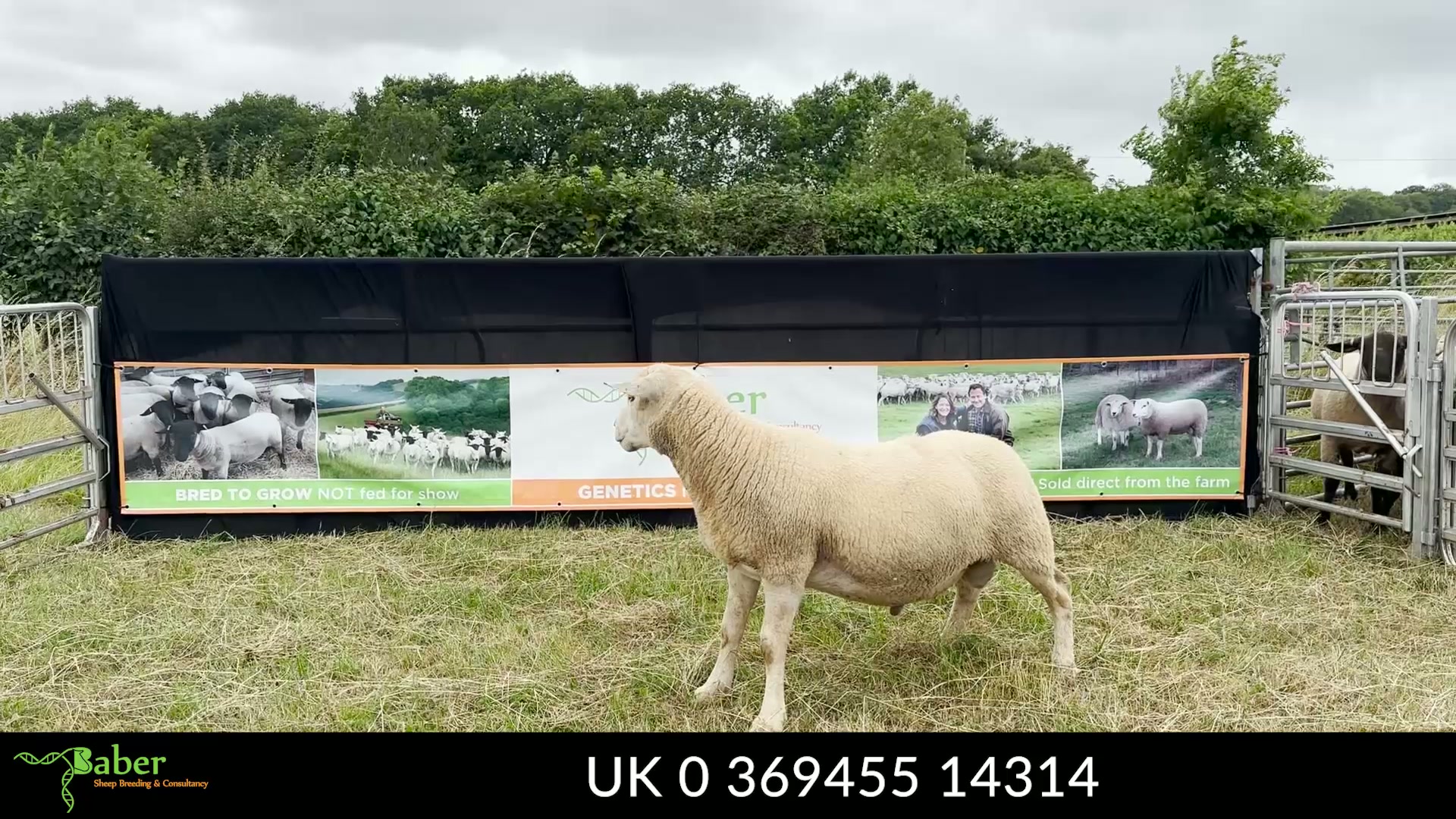14314 - TST - Peter Baber, Sheep Breeding & Consultancy