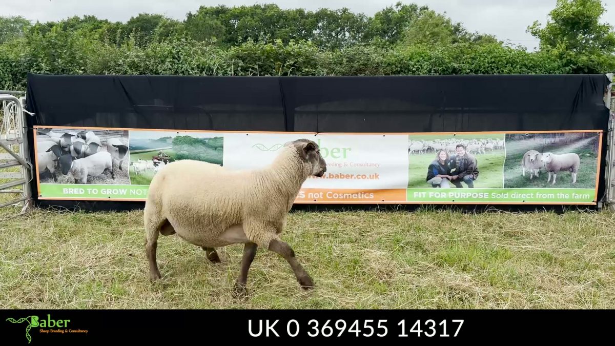 14317 - TST - Peter Baber, Sheep Breeding & Consultancy