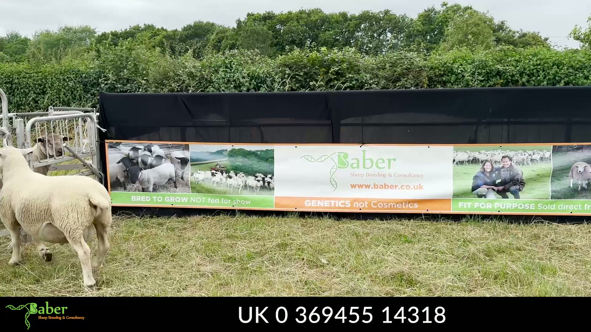 14318 - ST - Peter Baber, Sheep Breeding & Consultancy