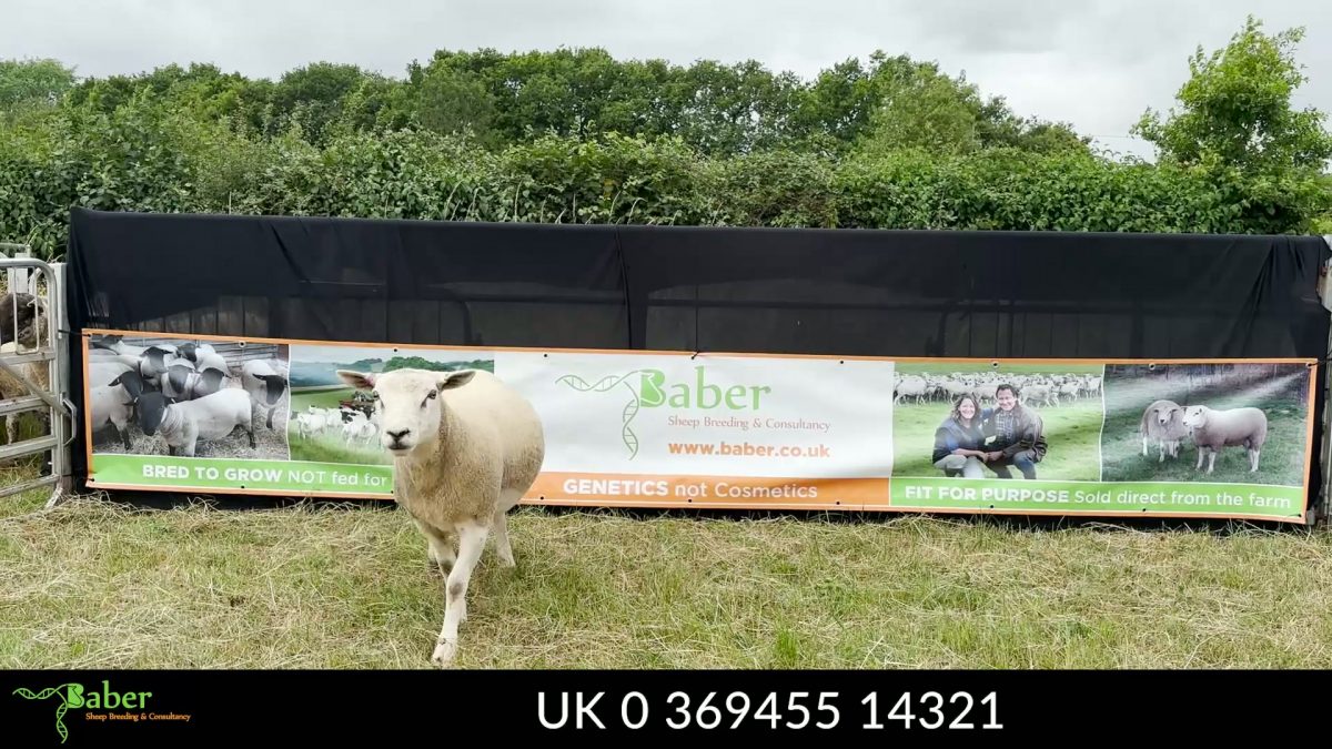 14321 - TST - Peter Baber, Sheep Breeding & Consultancy