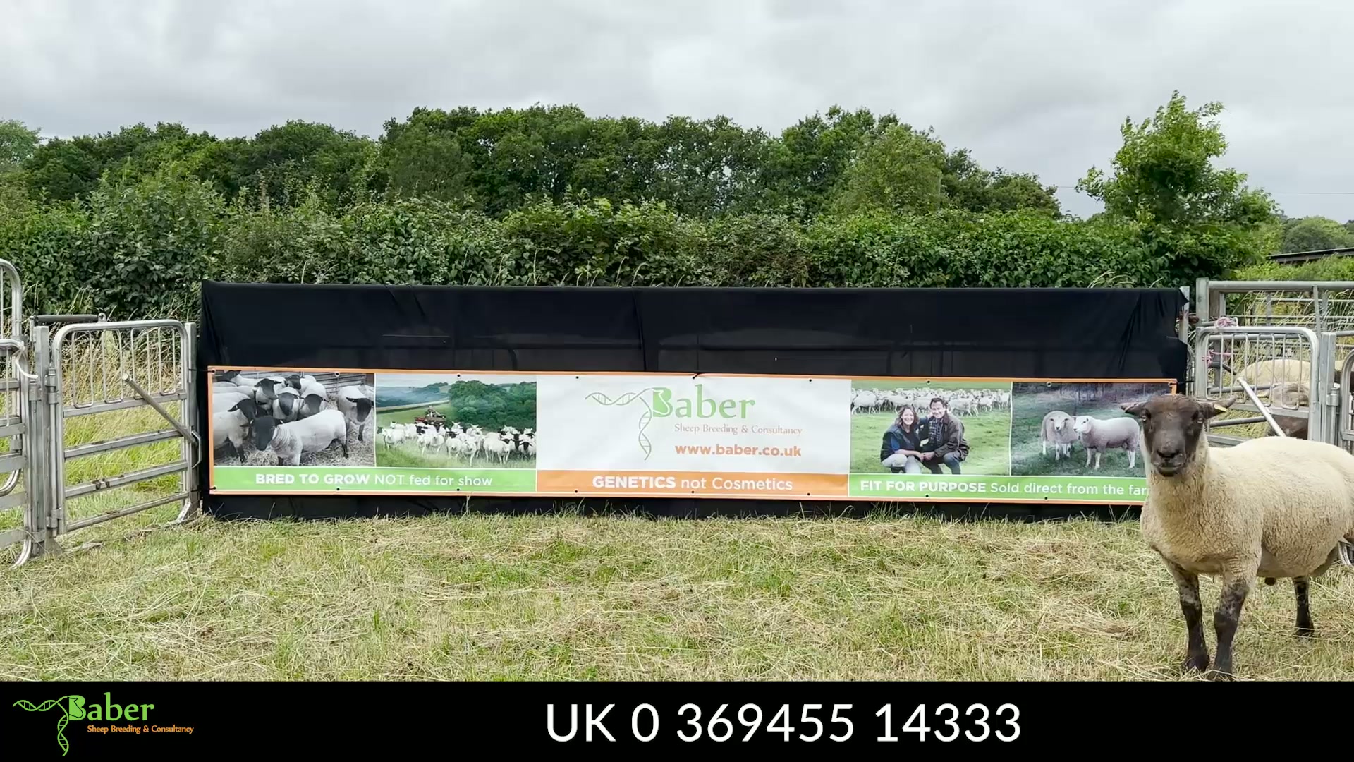 14333 - SST - Peter Baber, Sheep Breeding & Consultancy