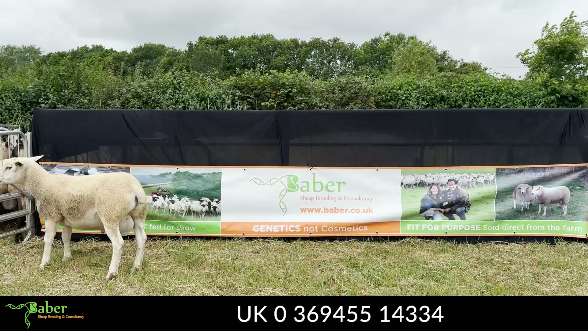 14334 - TST - Peter Baber, Sheep Breeding & Consultancy