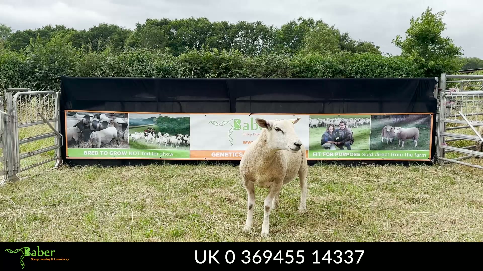 14337 - Tex - Peter Baber, Sheep Breeding & Consultancy